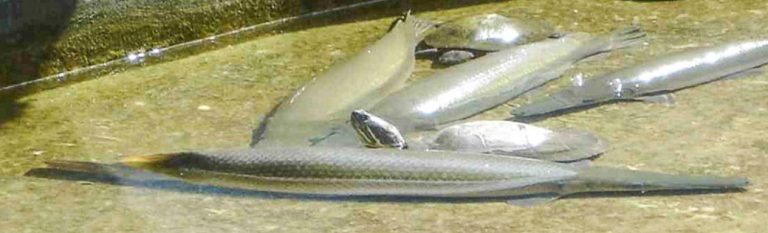 El Manjuarí un pez con historia que vive en Cuba - Todo Cuba