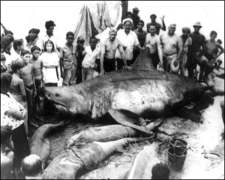 Conoce la historia de "El Monstruo" el tiburón blanco gigante capturado ...