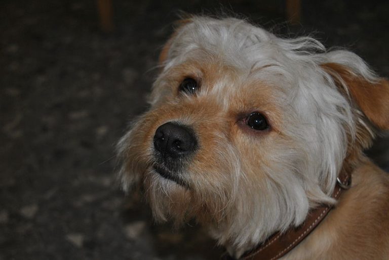Conoce a la raza de perro nativa de Cuba - Todo Cuba