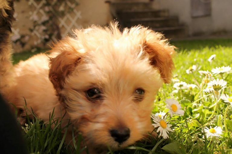 Conoce a la raza de perro nativa de Cuba - Todo Cuba