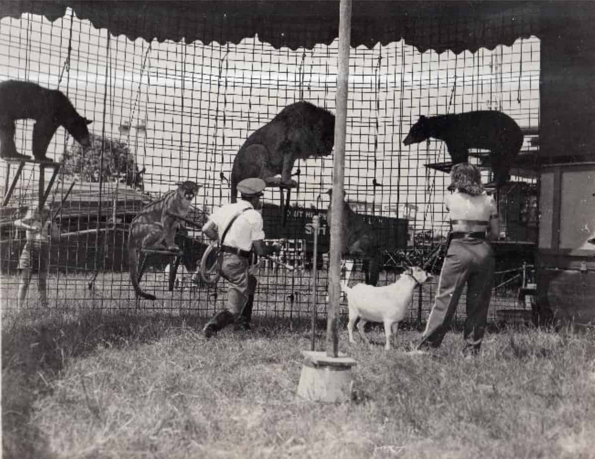 El circo en Cuba, una historia con más de 100 años - Todo Cuba