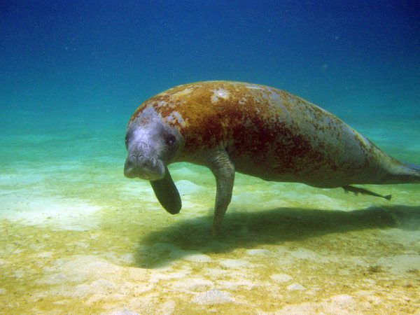13 Animales que solo podrás encontrar en Cuba - Todo Cuba