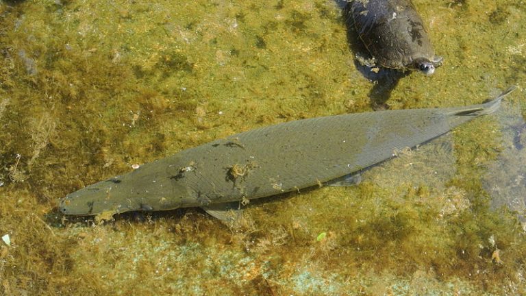 13 Animales que solo podrás encontrar en Cuba - Todo Cuba