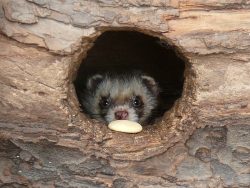 13 Animales que solo podrás encontrar en Cuba - Todo Cuba