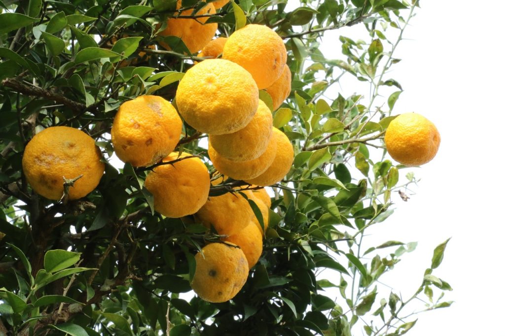 Conoce estos útiles remedios naturales con naranja agria - Todo Cuba