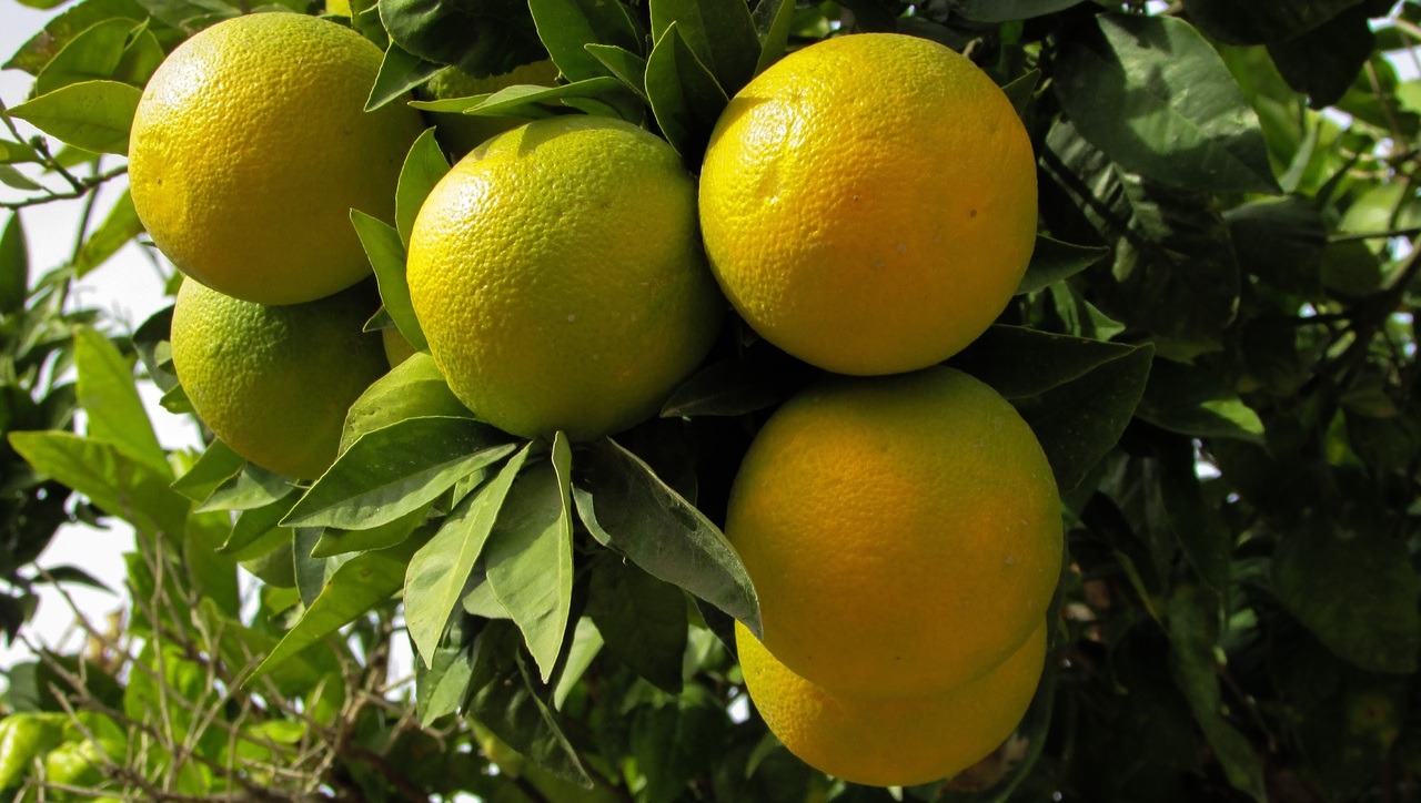 Conoce estos útiles remedios naturales con naranja agria - Todo Cuba