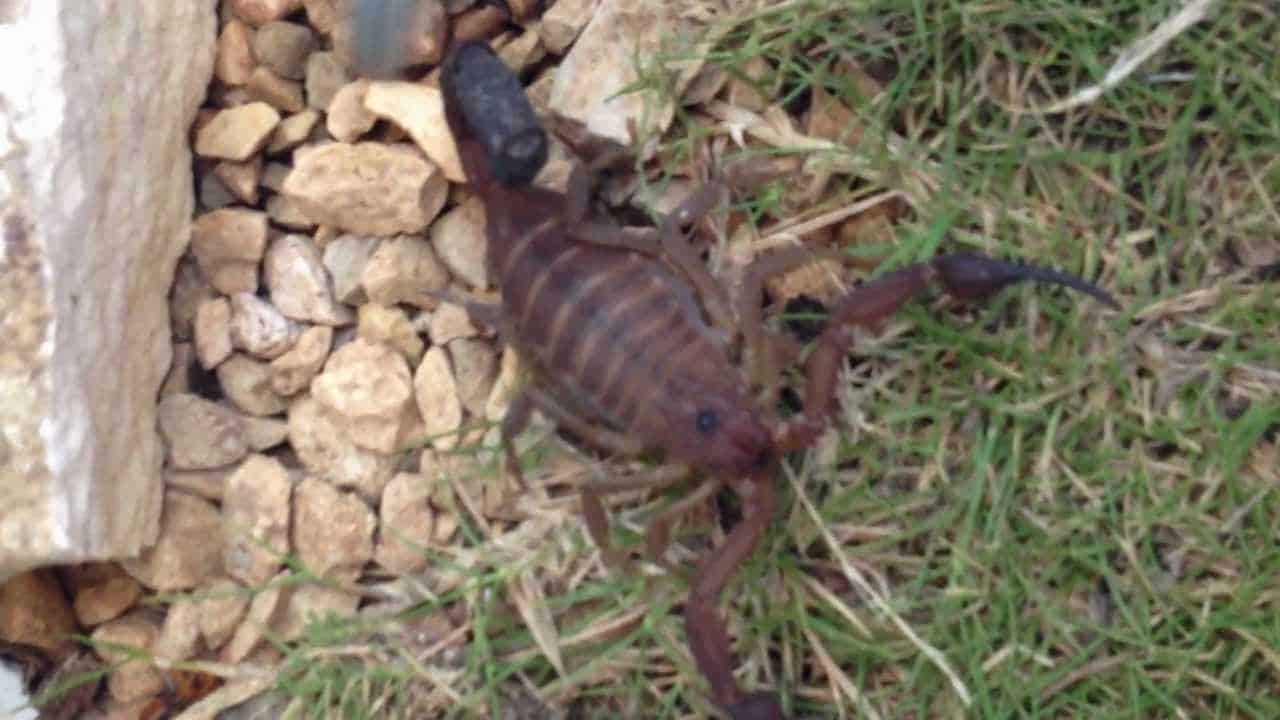 Cuba investiga al veneno de alacrán como posible tratamiento para el ...