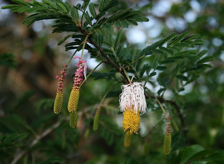 Esta es la leyenda del marabú en Cuba - Todo Cuba
