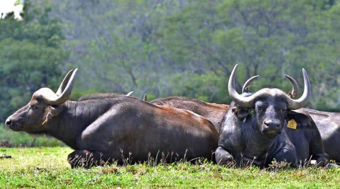 Parque Zoológico Nacional de Cuba: Un sitio espectacular para ...