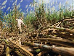 El Prú Oriental, una exótica bebida cubana que no debes dejar de probar ...