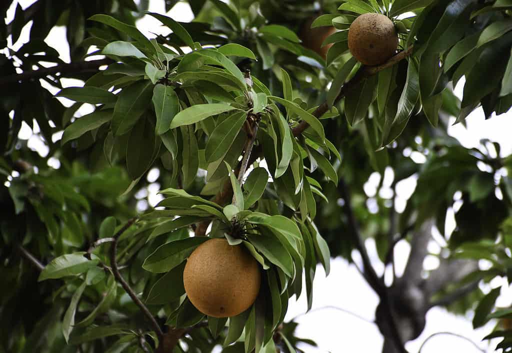El níspero, una fruta poco consumida con grandes beneficios - Todo Cuba