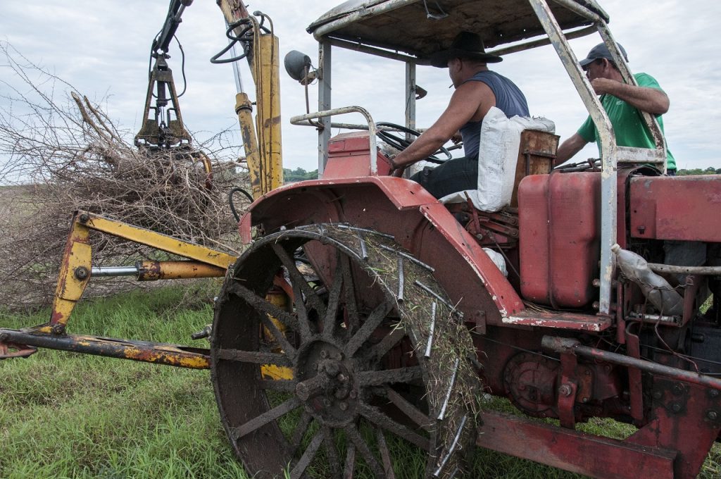 Una leyenda cubana sobre el marabú asegura que llegó a la Isla como ...