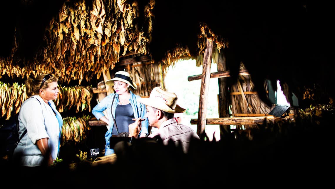 La Ruta del Tabaco, el recorrido que te lleva por los cultivos donde se ...