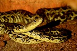 Curiosidades, mitos e historias reales del majá de Santa María, la gran ...