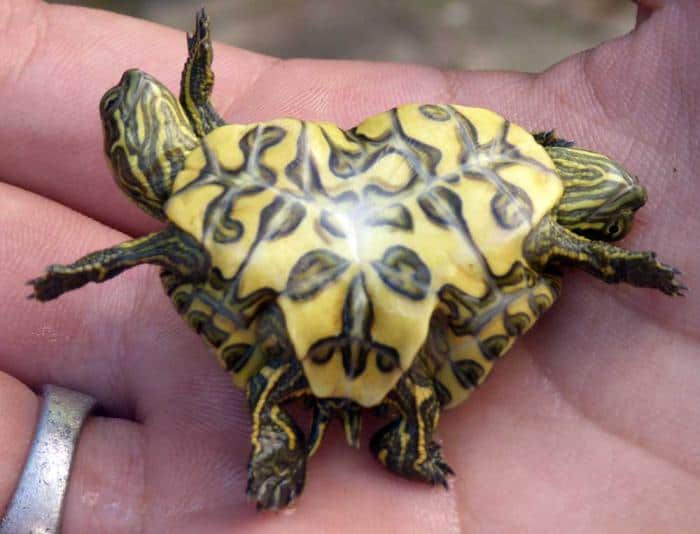 La curiosa jicotea siamesa encontrada en Pinar del Río por la que han ...