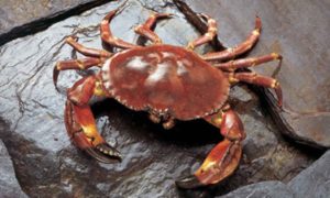 Carijai, la fiesta de las jaibas en Santiago de Cuba que cada vez se ...