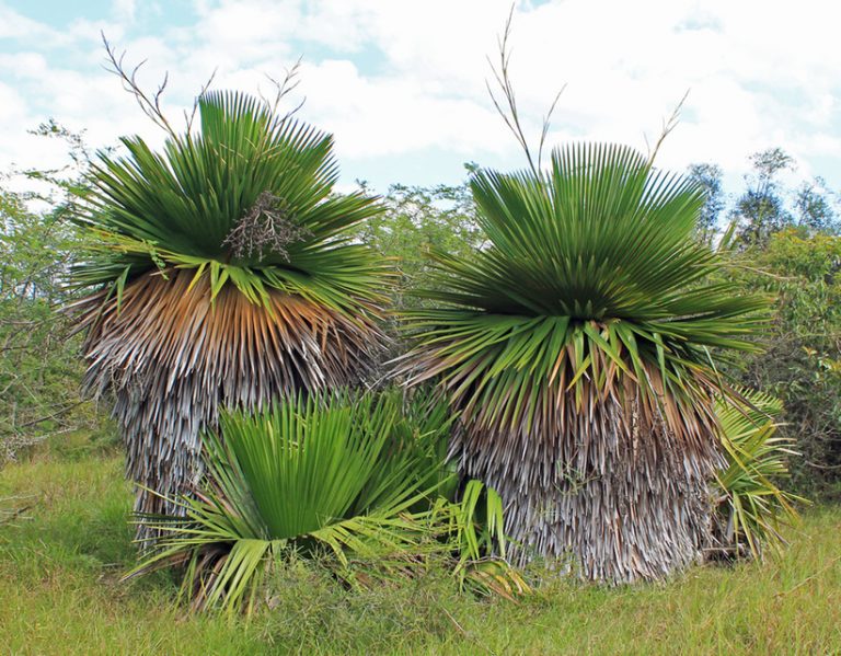 La extraña palma cubana que semeja un chupa chups - Todo Cuba