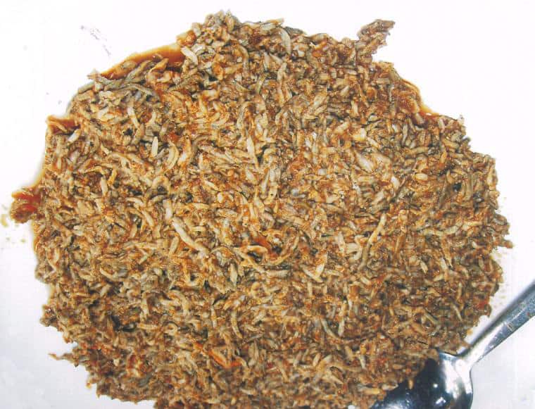 El Teti, misterioso marisco cubano que solo habita en Baracoa - Todo Cuba