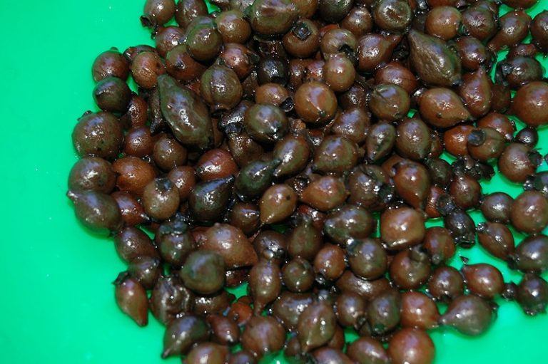 Guayabita del Pinar: deliciosa bebida del occidente de Cuba - Todo Cuba