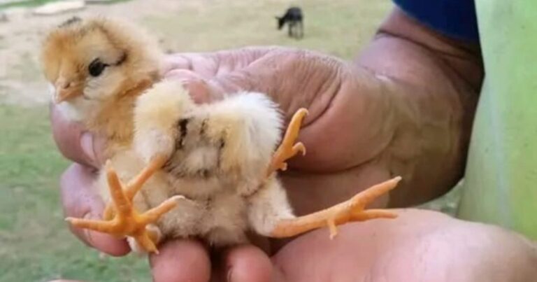 Nace en Holguín un pollo con cuatro patas - Todo Cuba