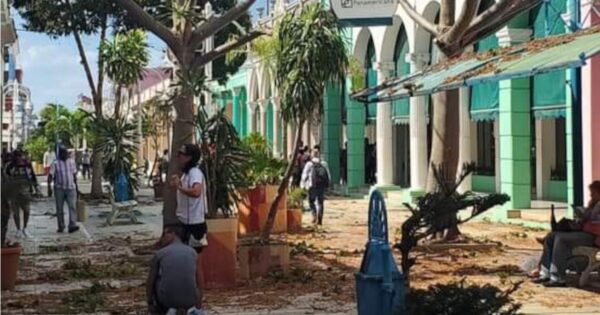 Cubanos exigen que se detenga la poda indiscriminada de árboles en ...