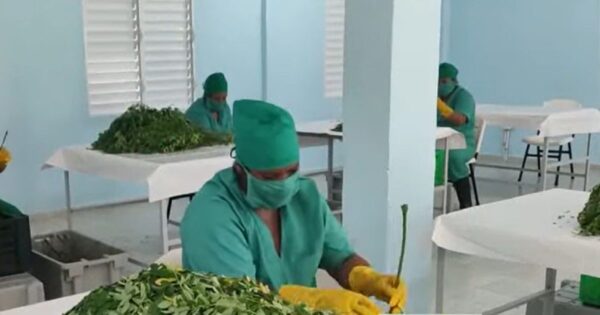 Inauguran primera planta de procesamiento de polvo de moringa en Cuba ...
