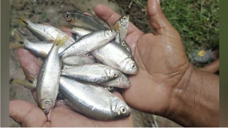 Comunidad de Pescadores del Cielo: El Fenómeno de la Lluvia de Peces en ...