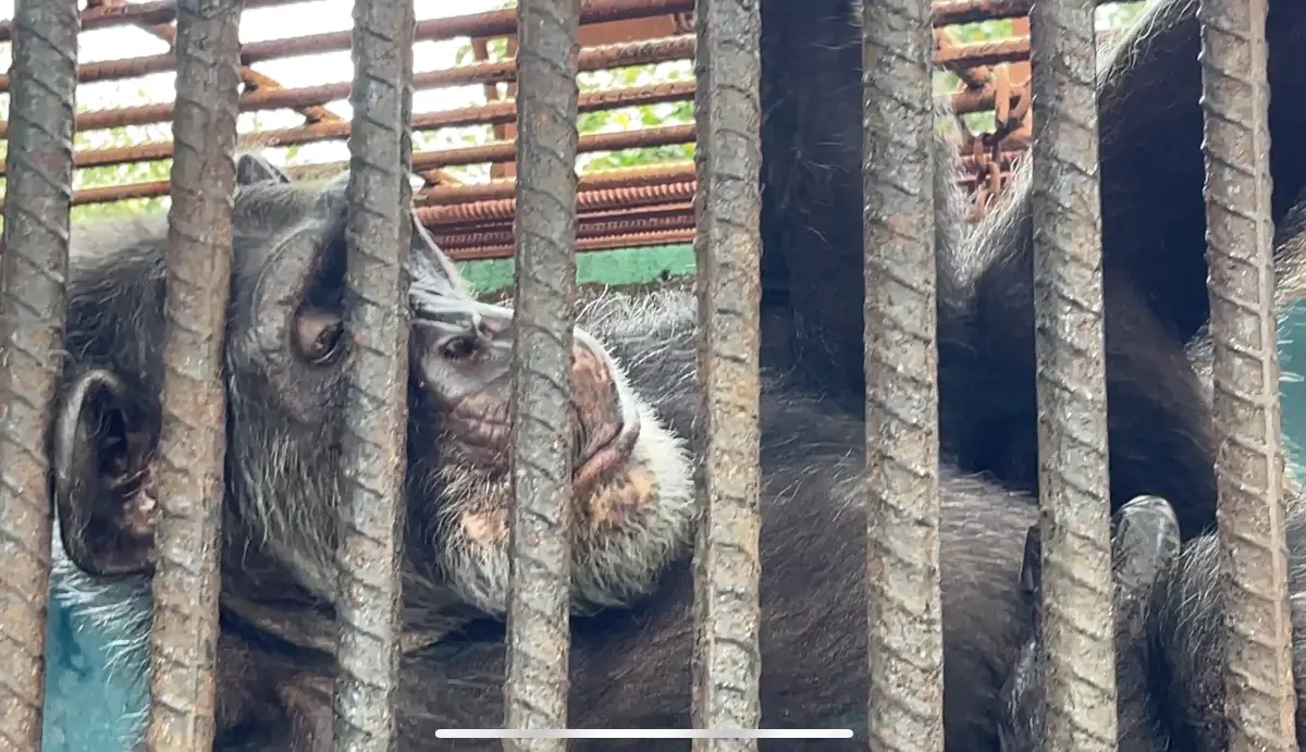 Pipito, el chimpancé más longevo de Sancti Spíritus cumplirá 56 Años ...